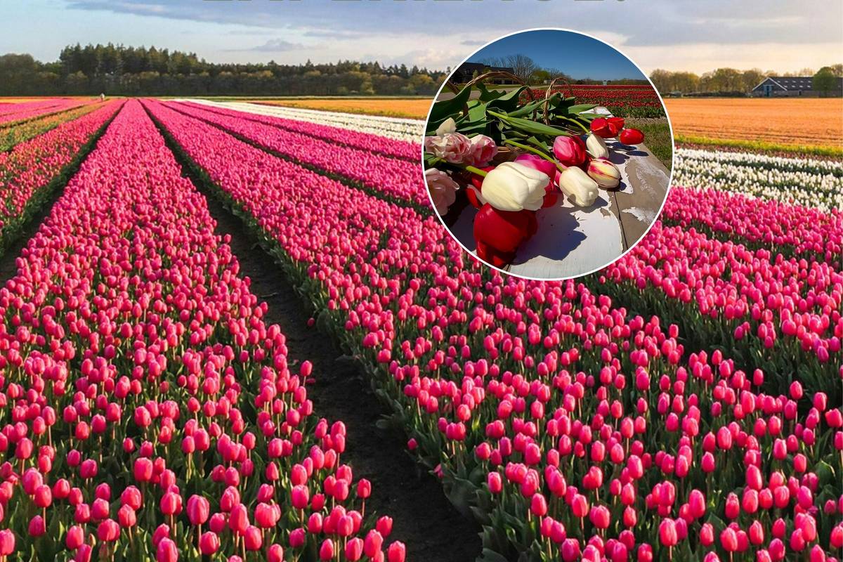 Just 1 Hour From Toronto, 1.2 Million Tulips Will Transform This Family ...