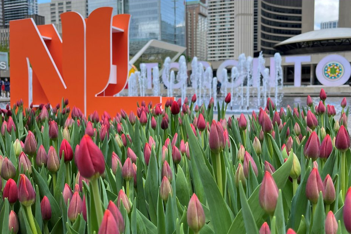 15,000 free tulips are being given away in Toronto this weekend to ...