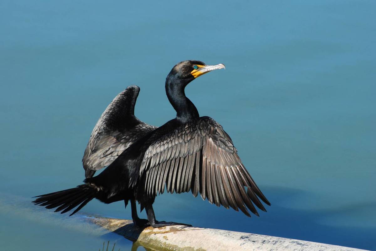 Thousands of Migrating Birds Are Taking Over Toronto Right Now