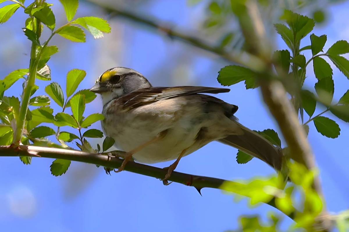 Toronto’s Free Bird Festival Celebrates a 50 Million-Bird Migration