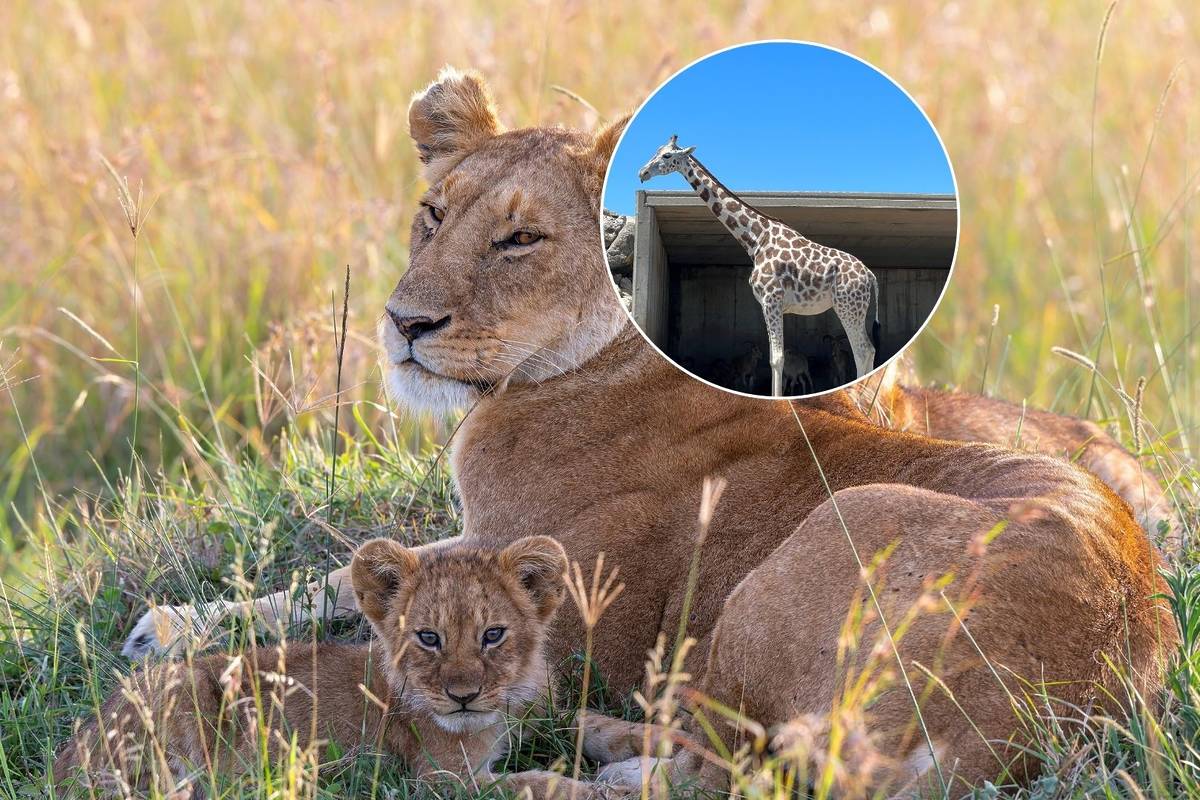 Safari Near Toronto — Drive Through Ontario’s Wildest Adventure
