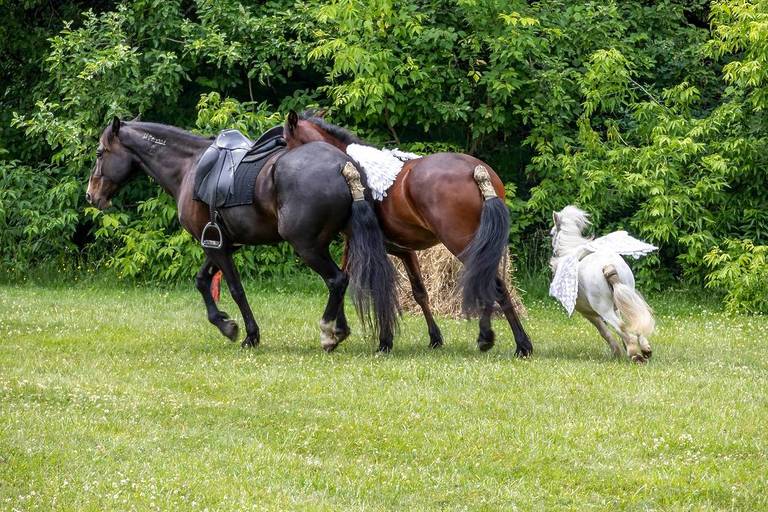 Toronto’s Medieval Times Has Jousting, Sword Fights, and Dinner