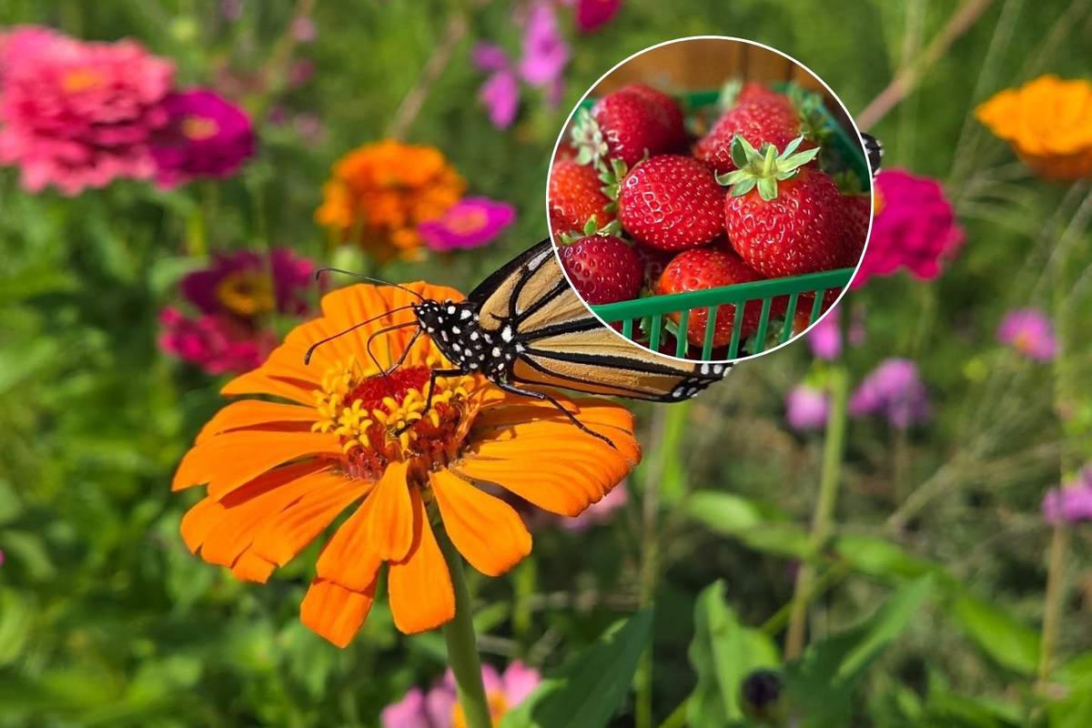 7 Strawberry Farms Near Toronto For Pick your own Berries 7 Strawberry Farms Near Toronto For Pick your own Berries
