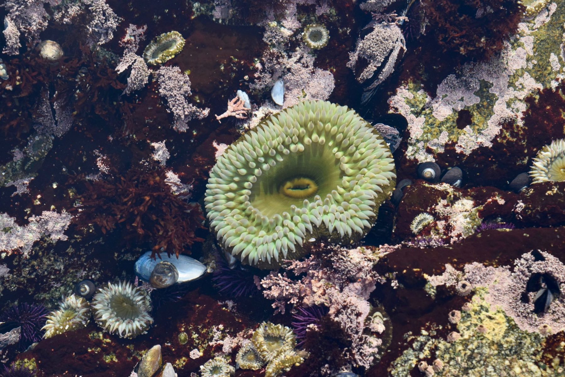 Each Tide Pool At This Vancouver Island Beach Is Its Own Micro-Universe
