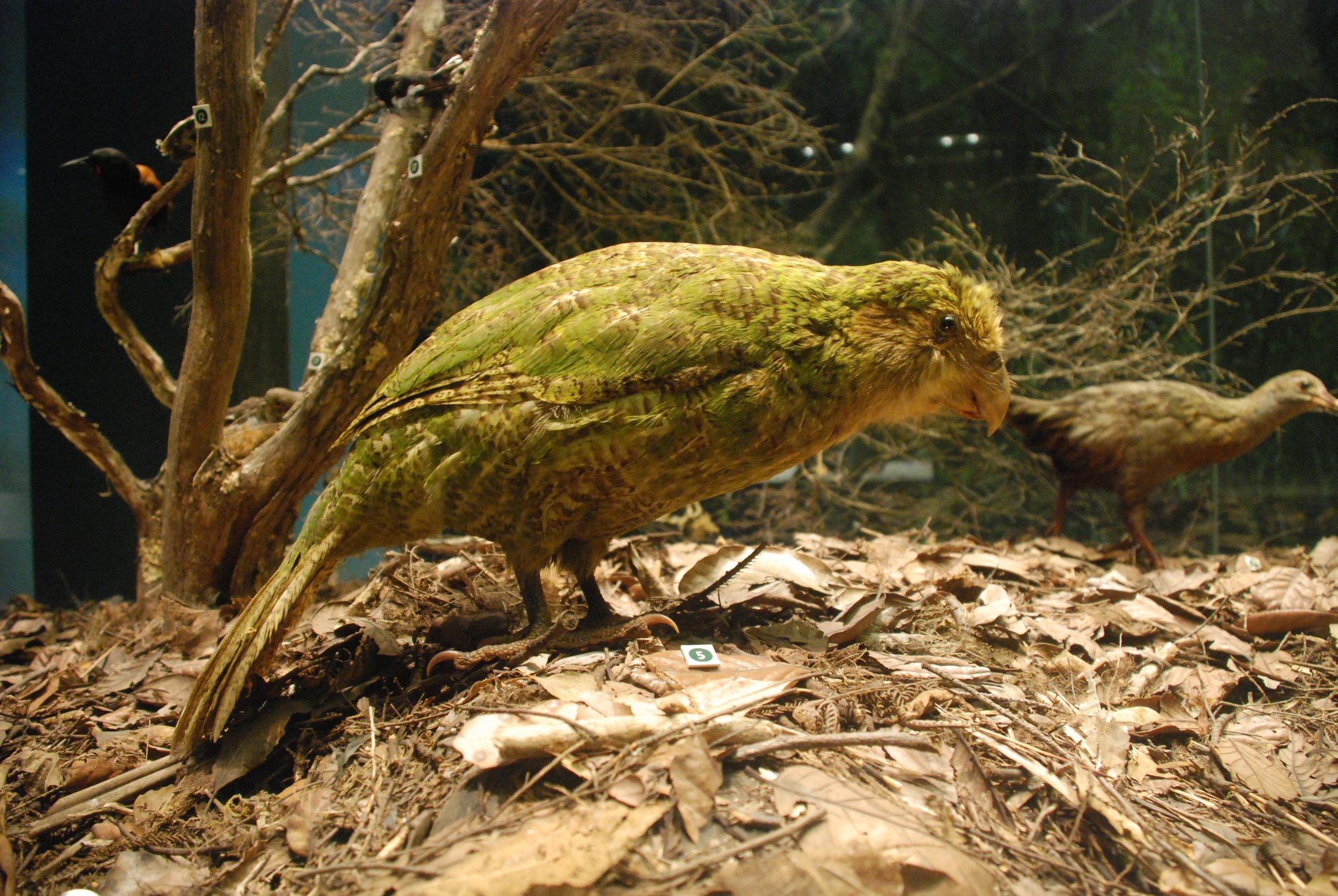 New Zealand's Kākāpō Rescued From Brink Of Extinction