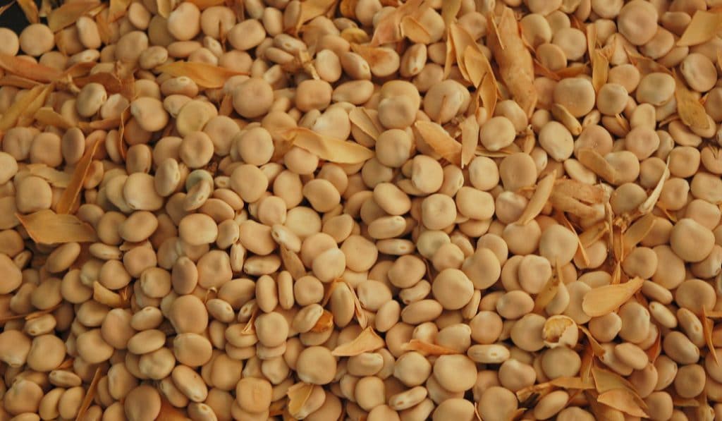 Por qué en Sevilla nos gustan tanto los "chochos"