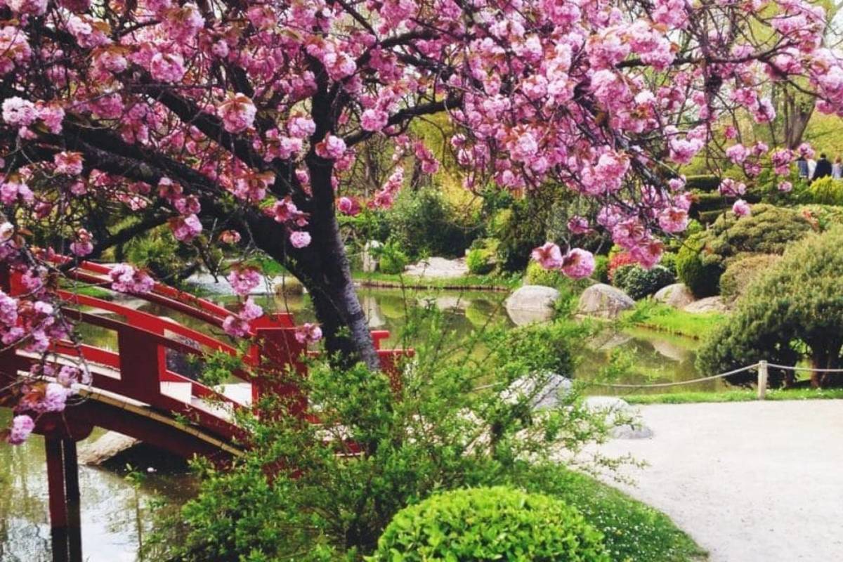 Cherry blossoms: where to see them in Toulouse?