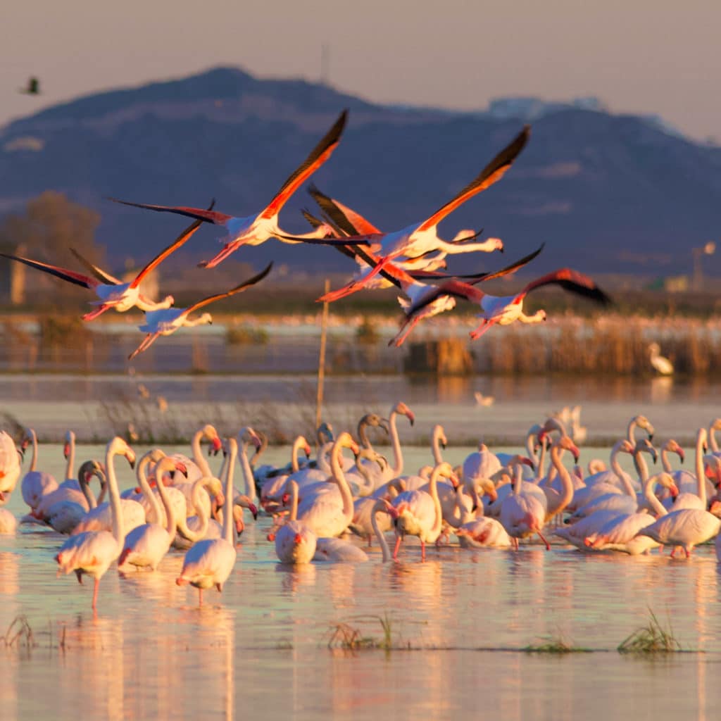 Los flamencos vuelven a elegir la Albufera de Valencia en 2023