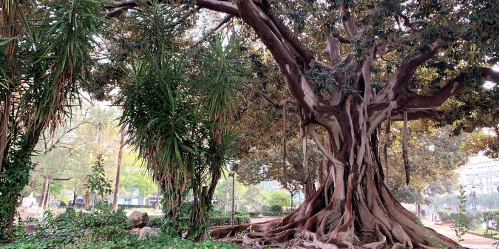Los ficus del Parterre y la Glorieta, un símbolo del centro de Valencia