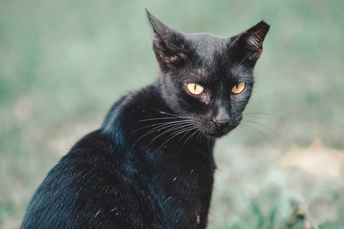 Why are there cats in Valencia with one ear cut off?