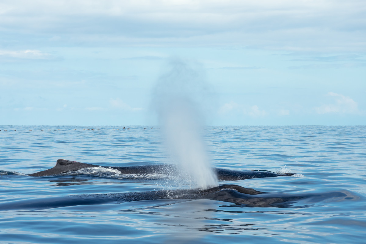 Whales sighted near Valencia's southern beaches
