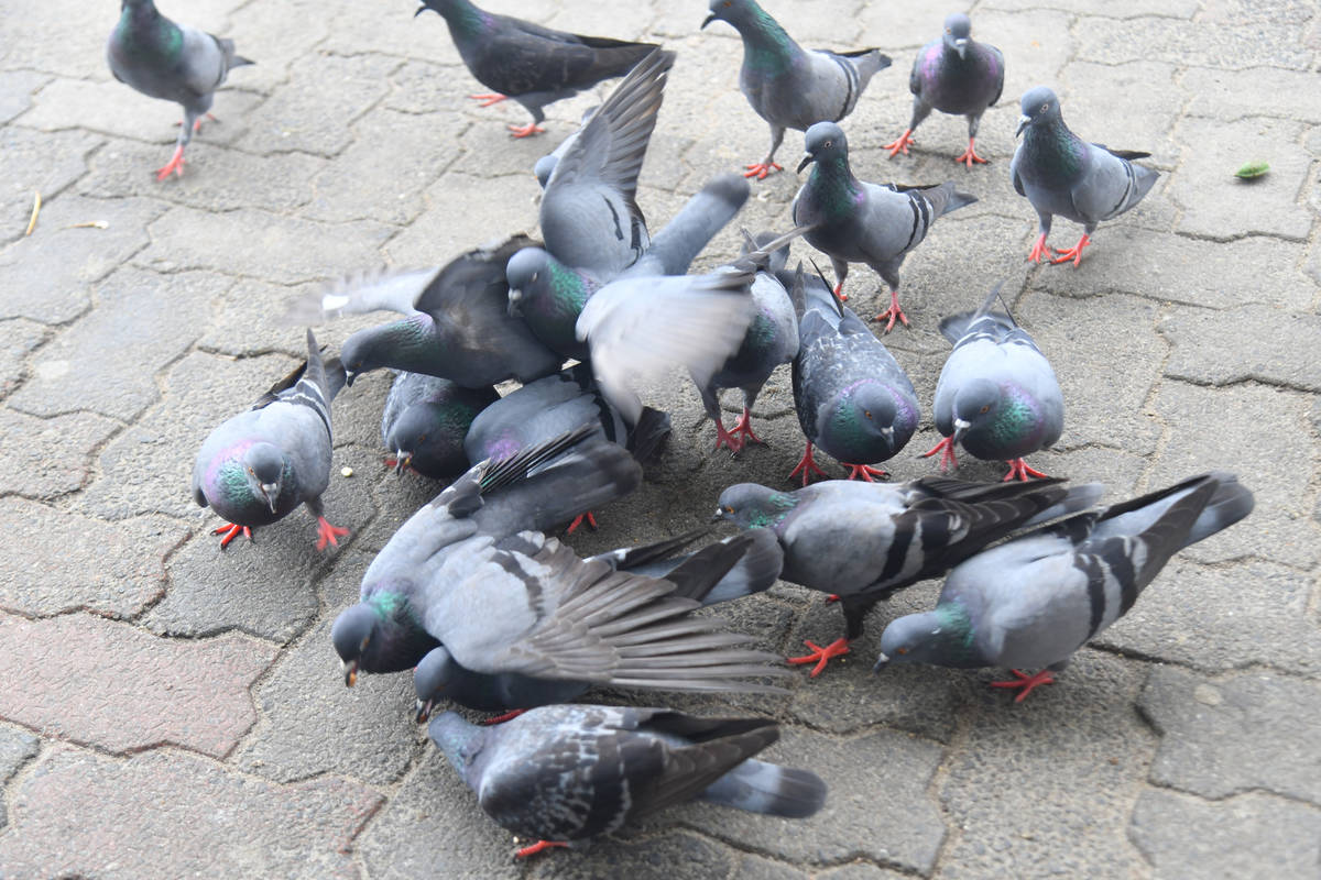 Grupo De Palomas En Stock