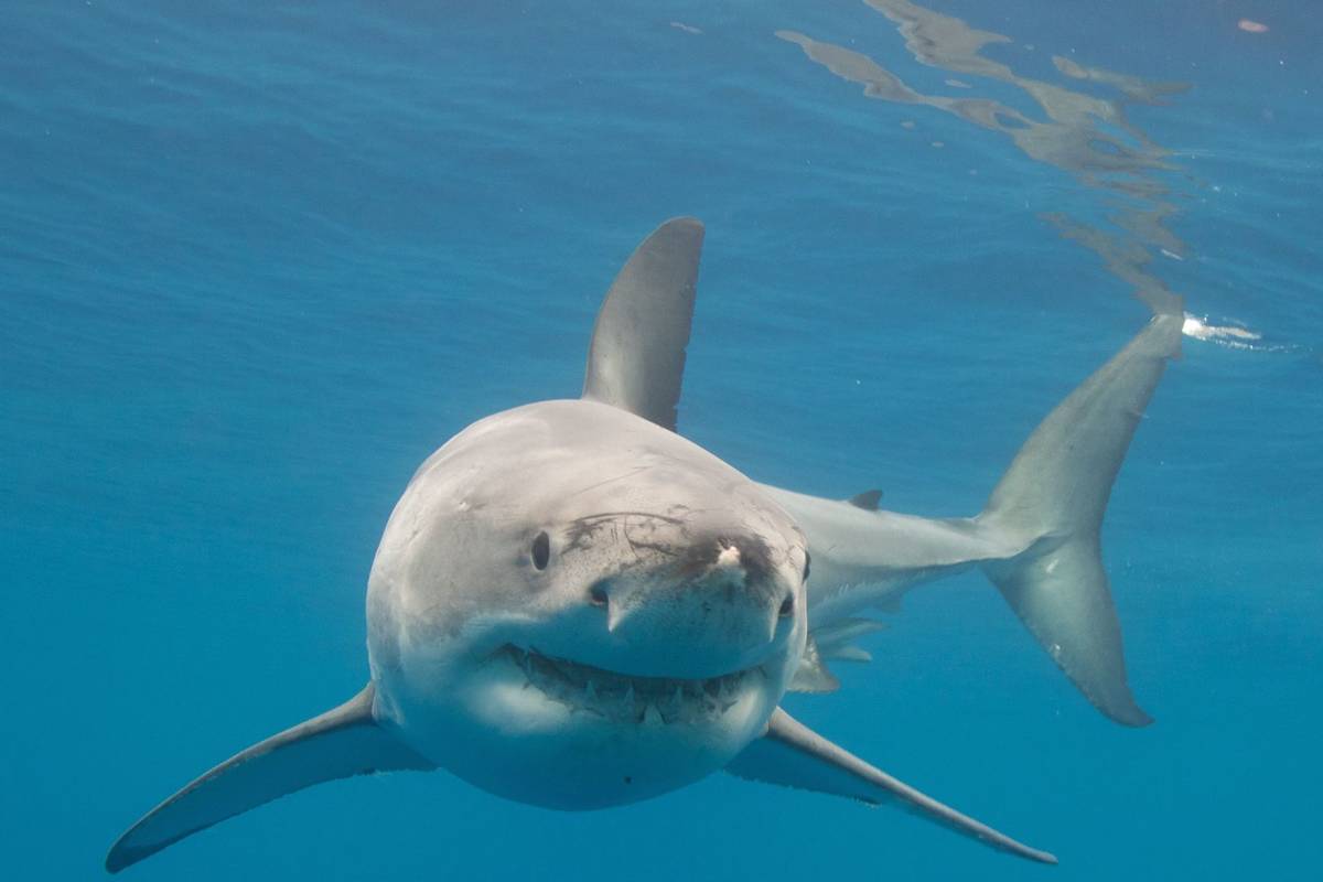 Confirmed: the white shark returns to the Valencian coast and has been ...