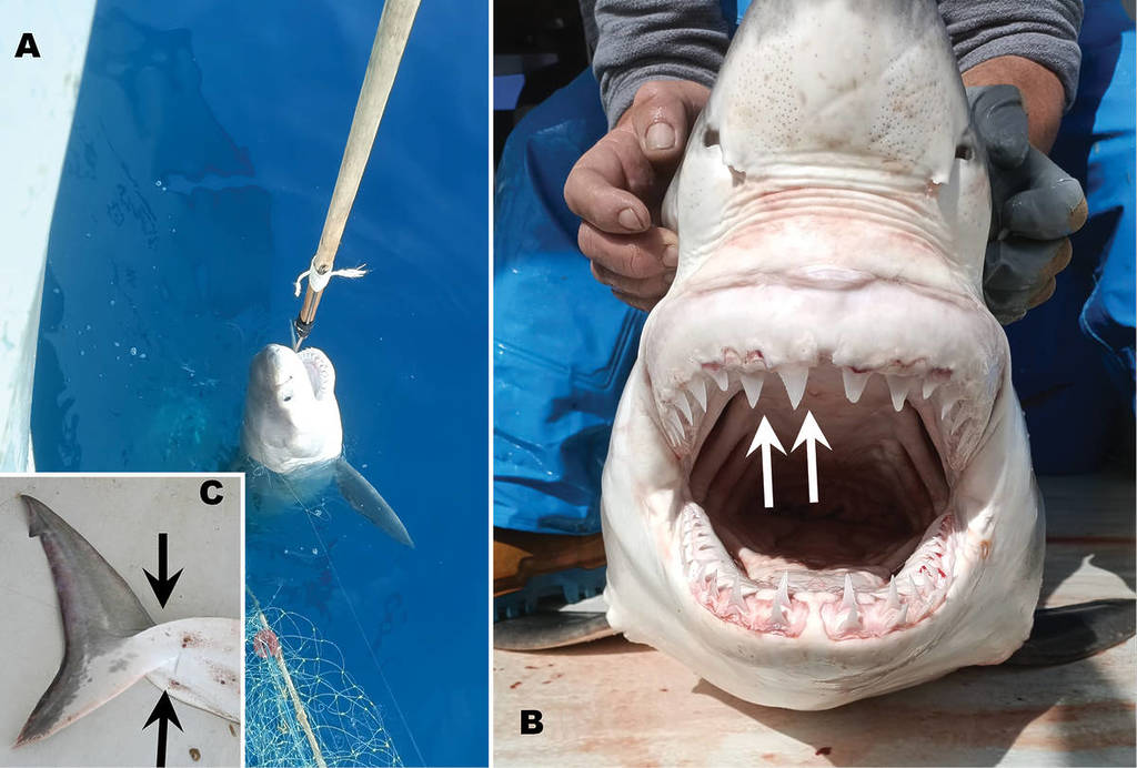 Confirmed: the white shark returns to the Valencian coast and has been ...